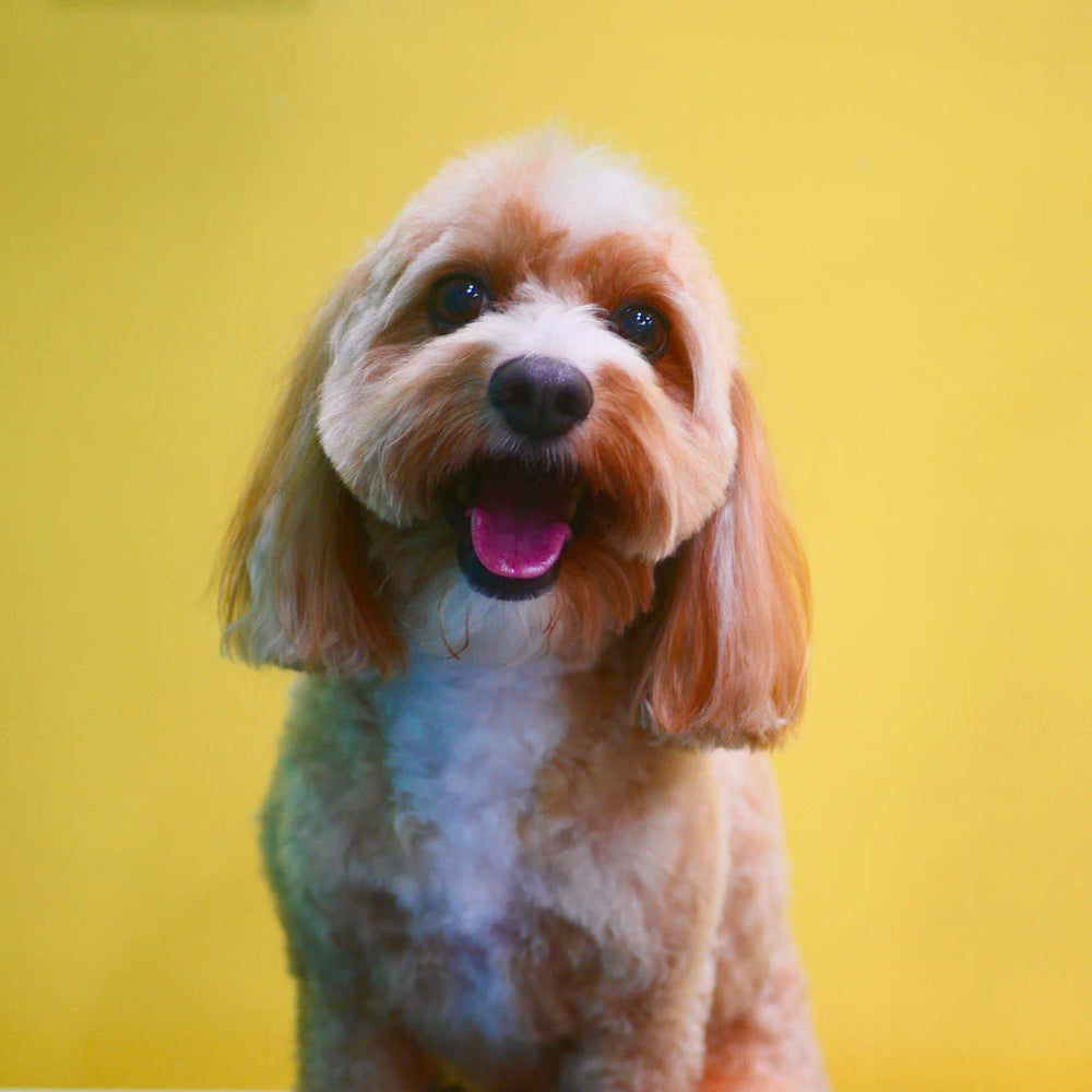 Dog Grooming - Mr Teddy Bear